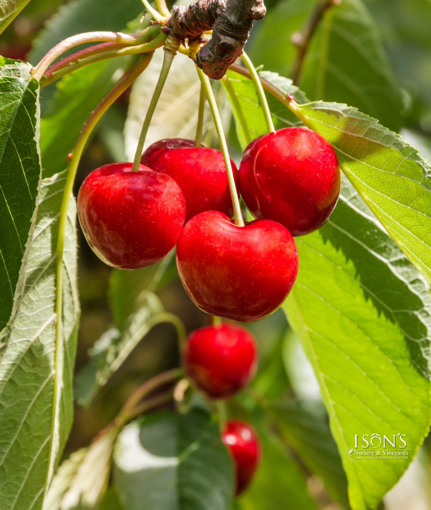 Royal Lee Cherry Tree - 4-5' | Fruit Trees | Ison's Nursery & Vineyard