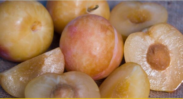 Hybrid Fruit Trees Archives - Ison's Nursery & Vineyard