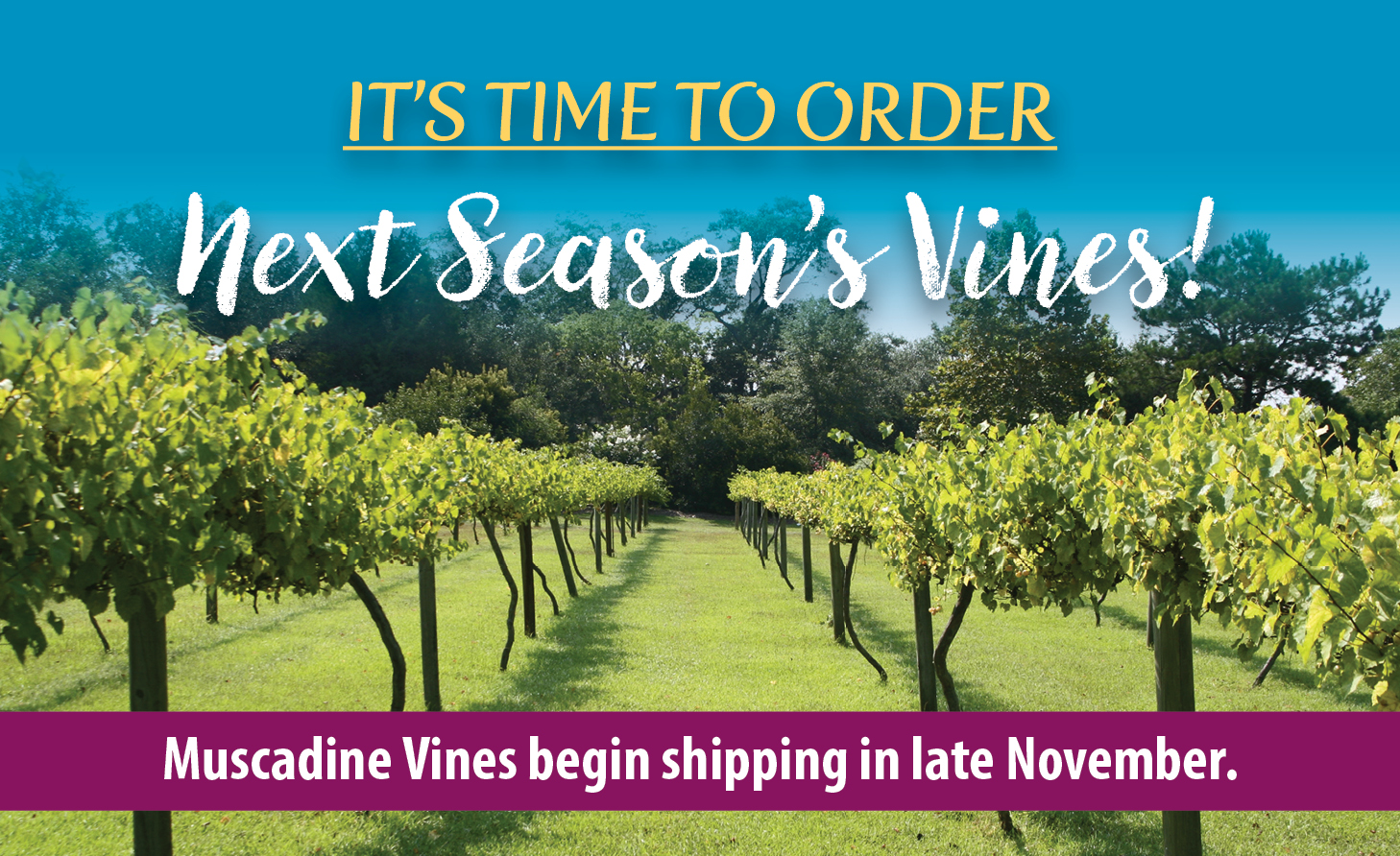 Ison’s Nursery & Vineyard | The Most Trusted Name in Muscadines