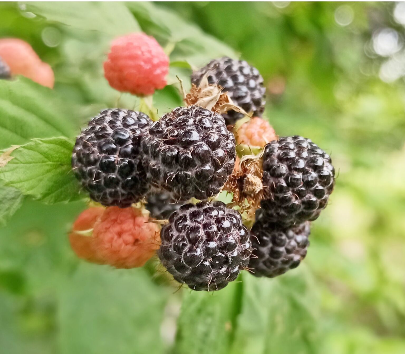 Raspberry Plants Archives - Ison's Nursery & Vineyard
