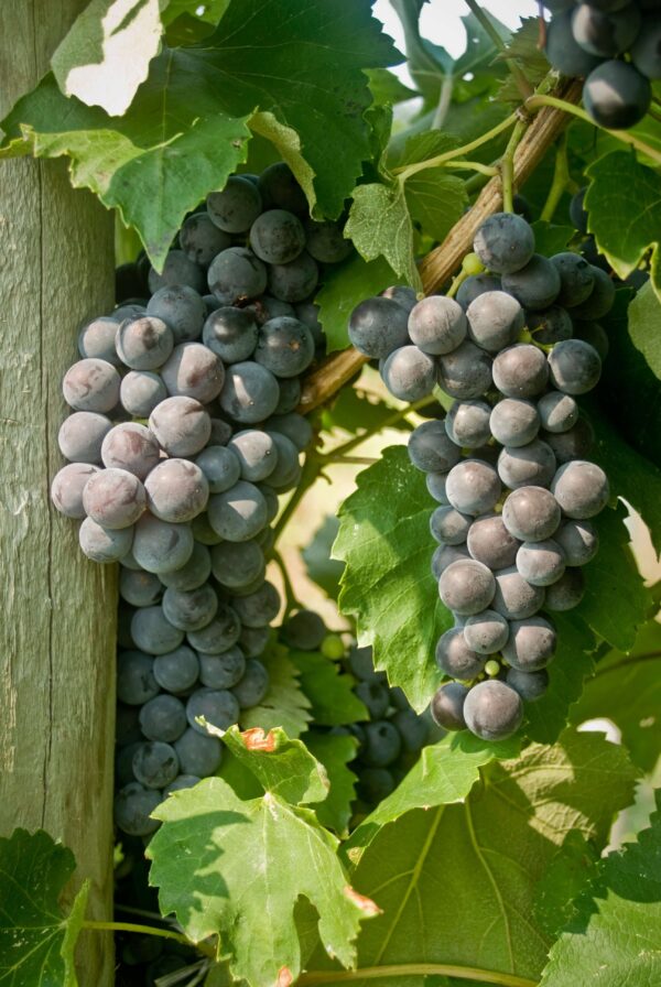 Everest Seedless Bunch Grape Vine - Ison's Nursery & Vineyard