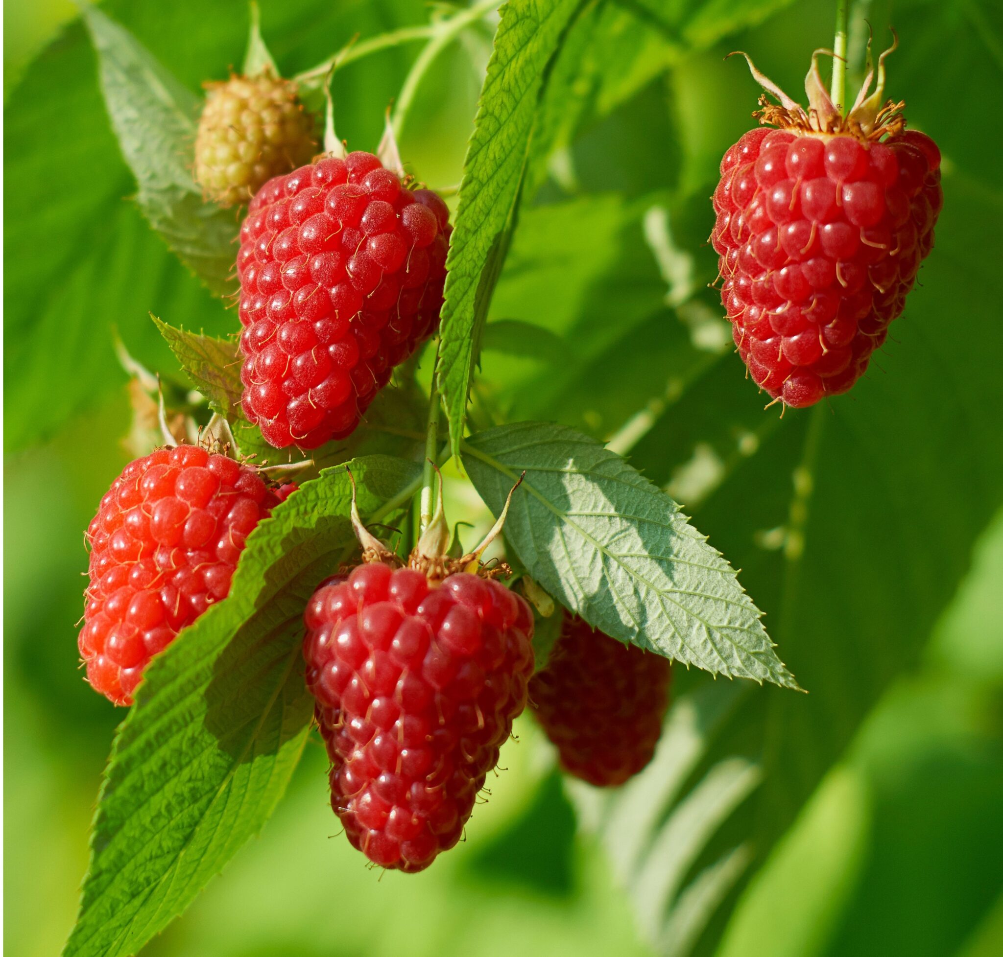 Jewel Raspberry Plant | Ison's Nursery & Vineyard