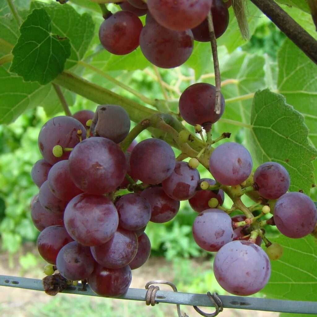 Red Flame Bunch Grape Vine | Ison's Nursery & Vineyard