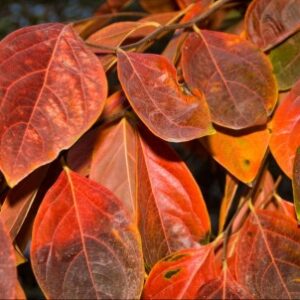 Tamopan Persimmon Tree | Ison's Nursery & Vineyard