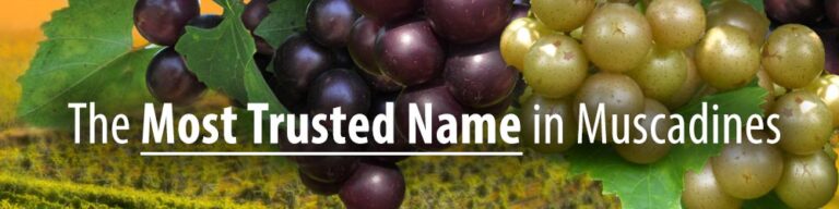 Sweet Treat Pluerry | Ison's Nursery & Vineyard