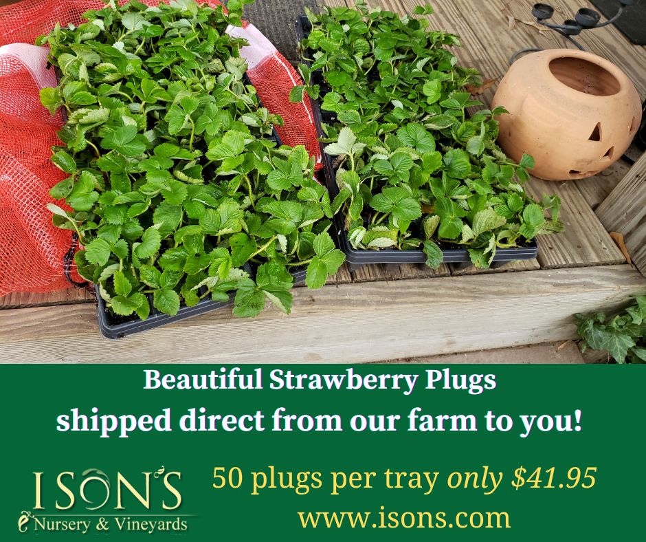 Ison’s Nursery & Vineyard | The Most Trusted Name in Muscadines
