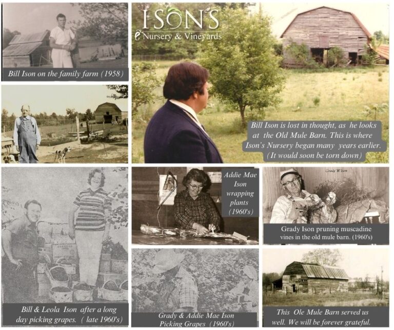 The Old Ison Mule Barn - Ison's Nursery & Vineyard