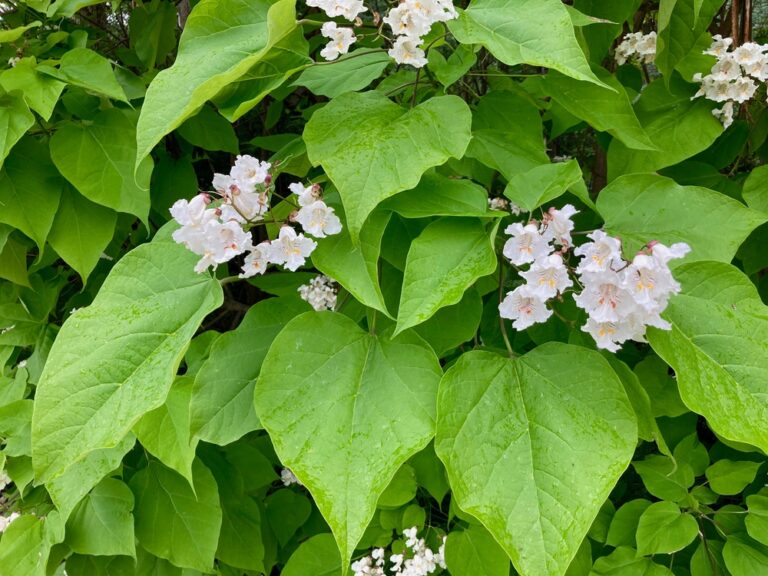Catalpa Tree Shade | Ison's Nursery & Vineyard