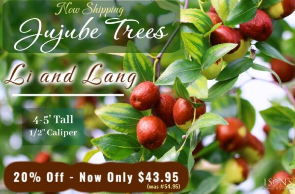 Ison’s Nursery & Vineyard | The Most Trusted Name in Muscadines