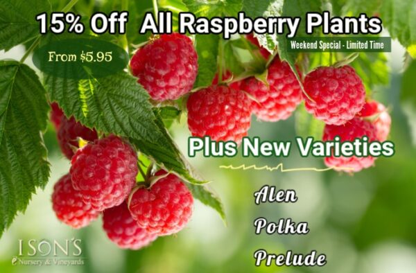 Ison’s Nursery & Vineyard | The Most Trusted Name in Muscadines