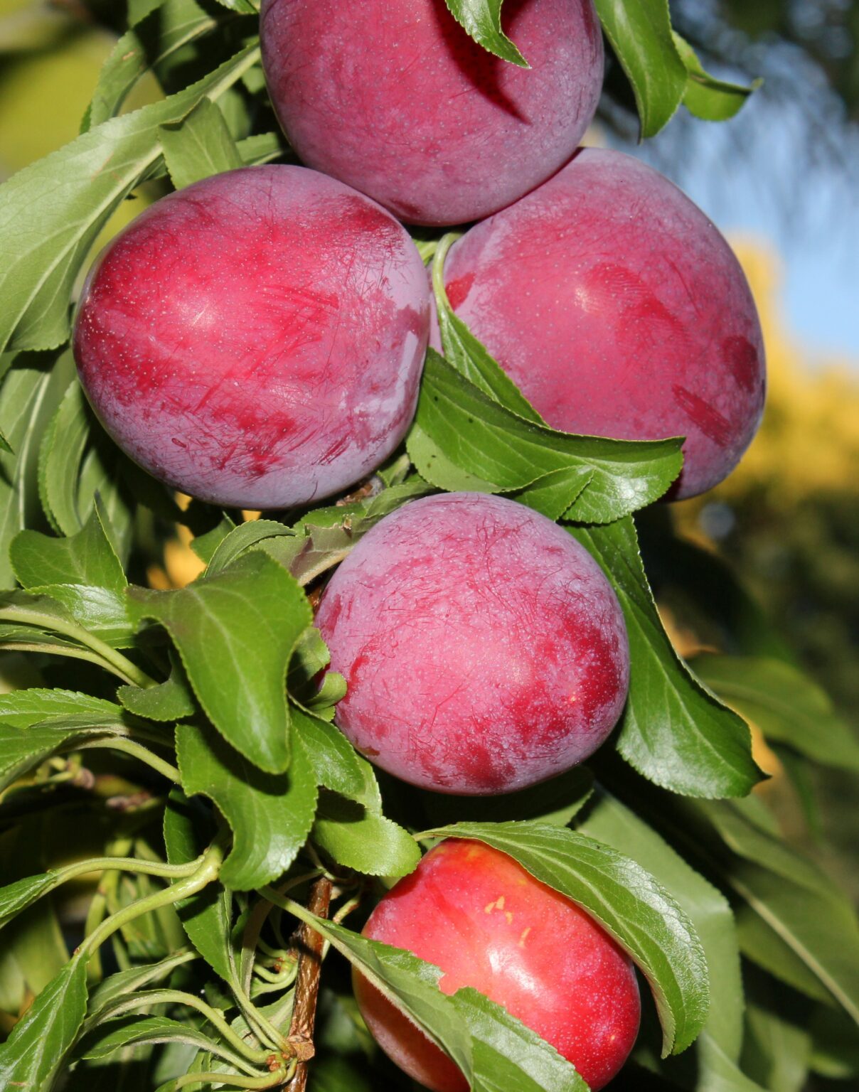 AU Producer Plum Tree | Ison's Nursery & Vineyard