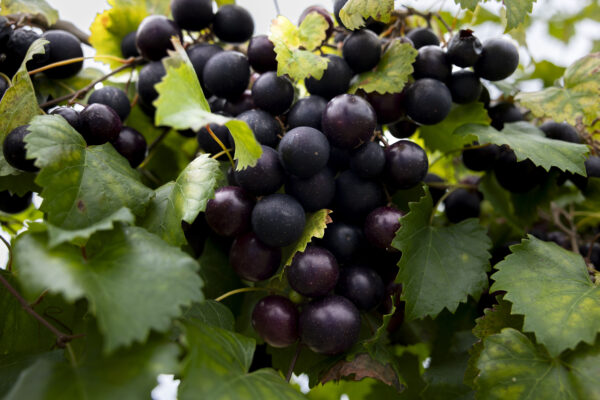 **NEW** Mighty Fine Muscadine | Shop Muscadine Vines | Ison's Nursery ...
