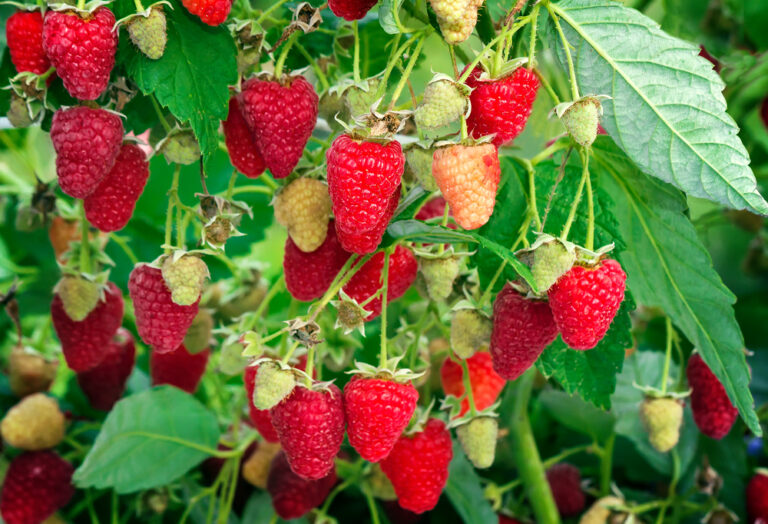 Bababerry Raspberry Plant | Ison's Nursery & Vineyard